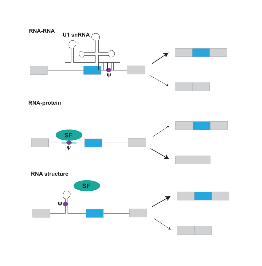 Martinez Lab » Research